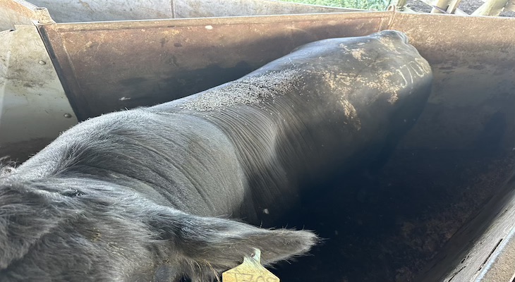 Effective Fly Control Methods Can Save Money | The Cattle Connection ...