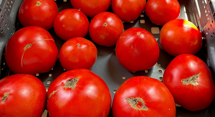 Dixon Springs Update: Tomato harvest reveals some pest damage ...