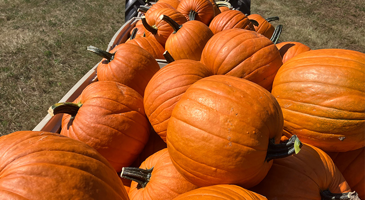 From Southwestern Illinois (Waterloo): Pumpkin season is here ...