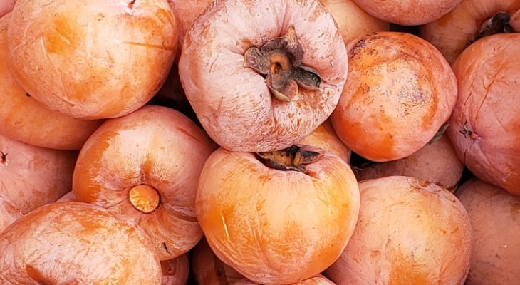 My persimmon journey continues | Flowers, Fruits, and Frass | Illinois ...