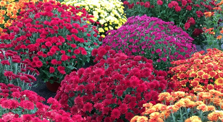 Mums and asters: Fall favorites for a colorful landscape | Flowers ...