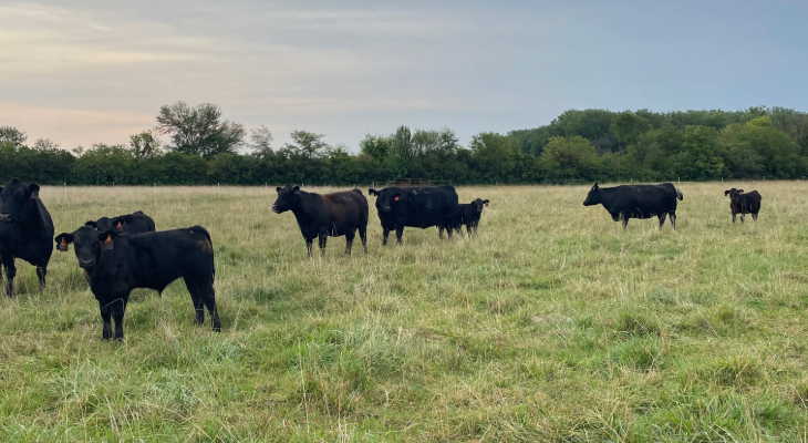 How often should I rotate cattle to a new paddock using forage growth ...