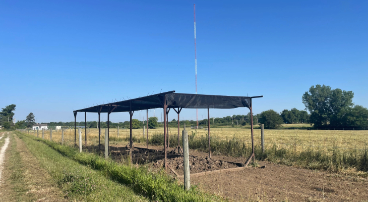 The advantages and disadvantages of providing cattle with shade | The ...