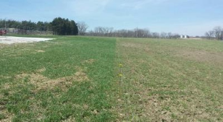 What is overgrazing? | The Cattle Connection | Illinois Extension | UIUC