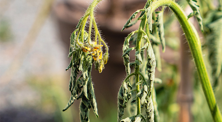 Managing high temperature stress in specialty crops | Commercial Fruit ...