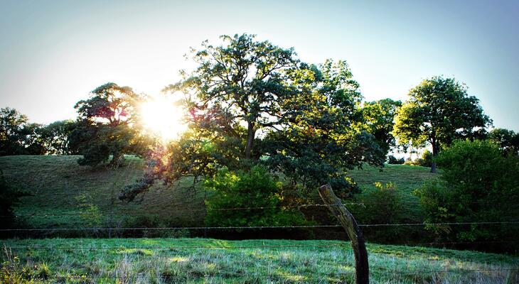 Branching Out: Launch your book journey into the world of trees ...