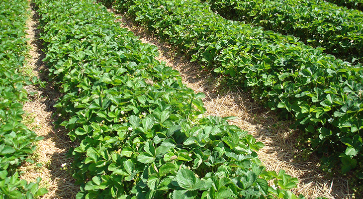 EPA issues emergency order to stop all use of the pesticide Dacthal ...