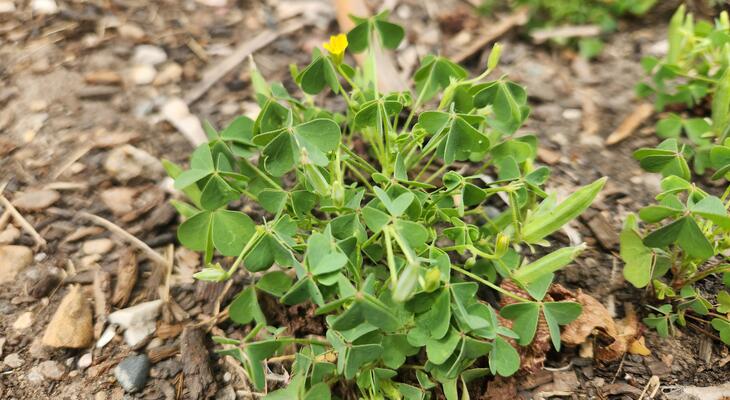 Knowing your weeds can help you grow healthier plants | ILRiverHort ...